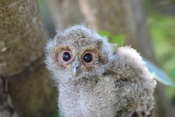 Baby scops owl | Project Noah