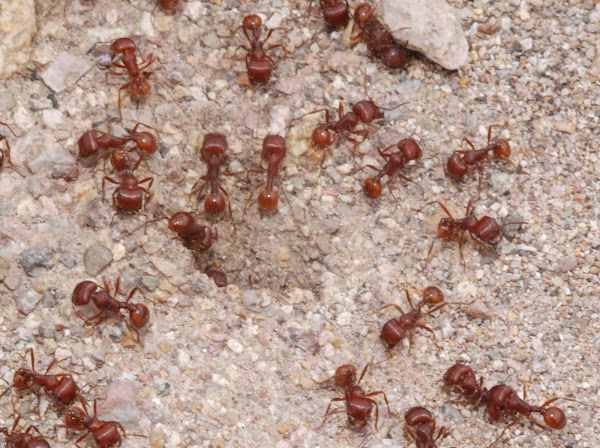 Red harvester ant | Project Noah
