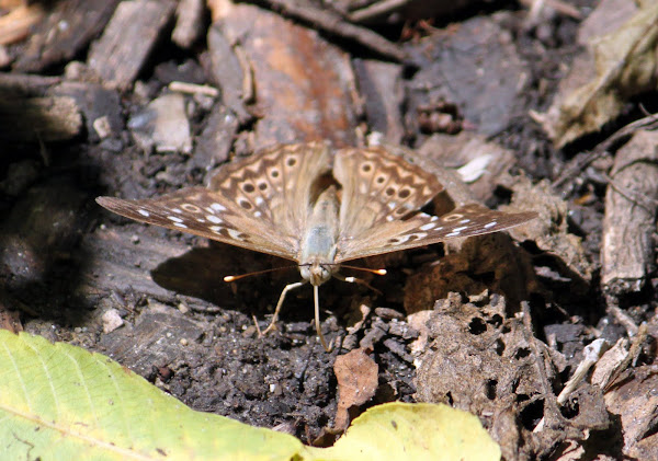 Hackberry Butterfly | Project Noah