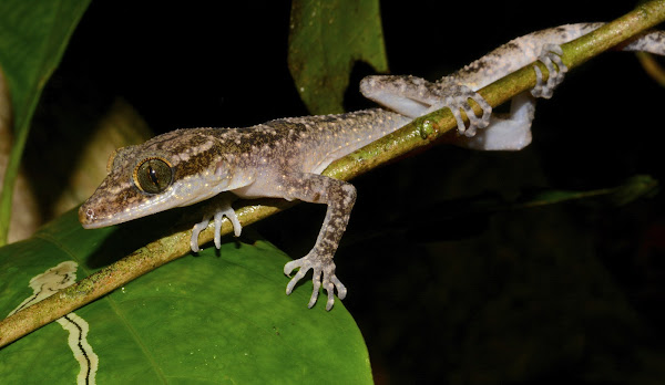 Philippine bent-toed gecko | Project Noah