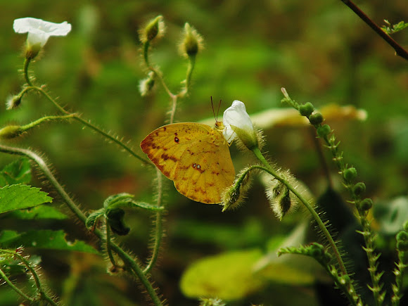 Cloudless sulphur | Project Noah