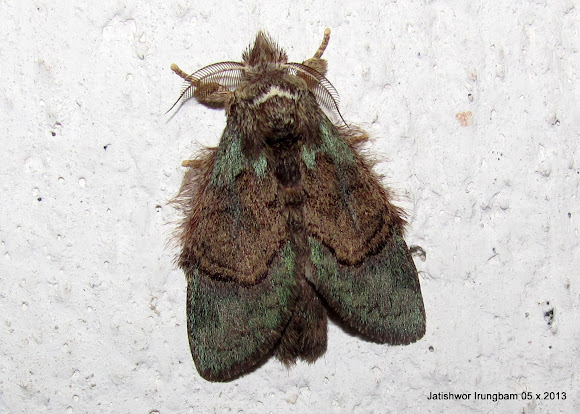 Notodontidae | Project Noah