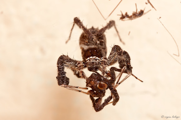 Fringed jumping spider | Project Noah