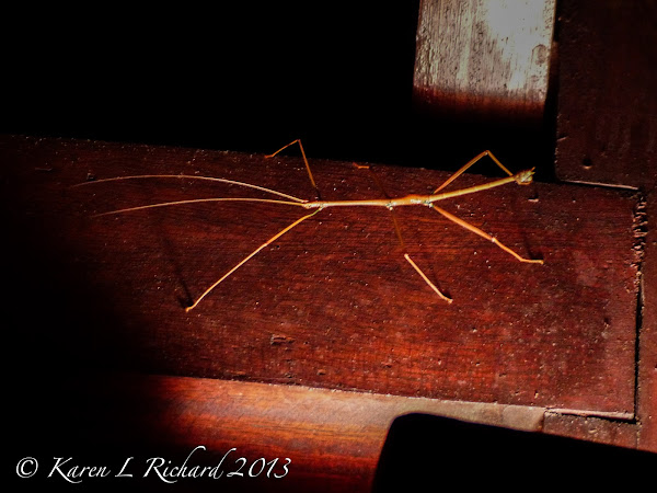 Stick insect | Project Noah