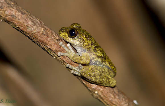 Waterfall Frog | Project Noah