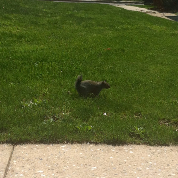 Eastern Gray Squirrel | Project Noah
