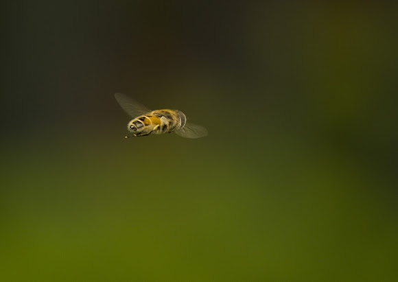 American HoverFly | Project Noah