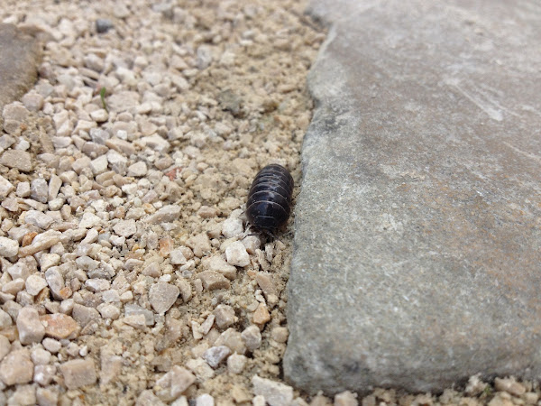 Bicho-de-Contas | Project Noah