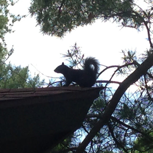 Black Squirrel | Project Noah