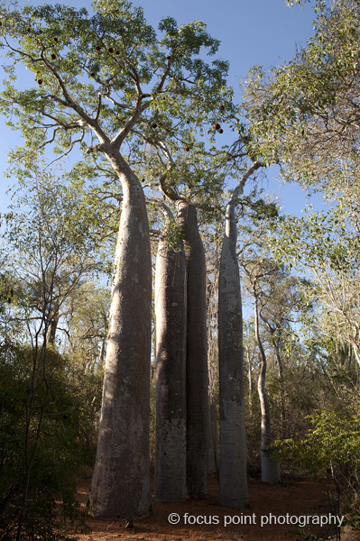 Baobab forest | Project Noah