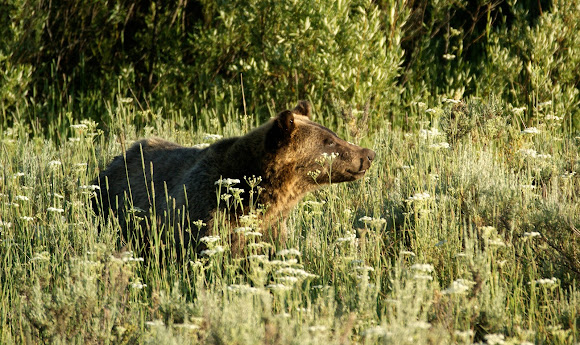 Grizzly bear | Project Noah