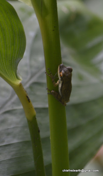 western tree frog | Project Noah