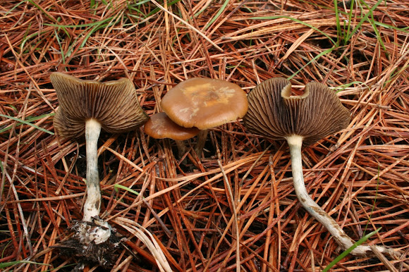 Wavy Caps | Project Noah