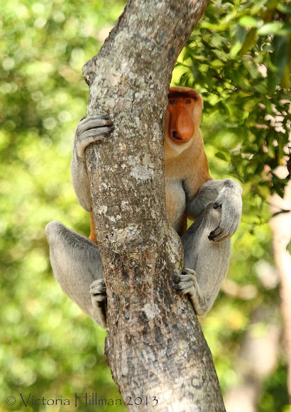 Proboscis Monkey | Project Noah