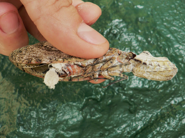 Peanut-head Bug (Machaca) | Project Noah