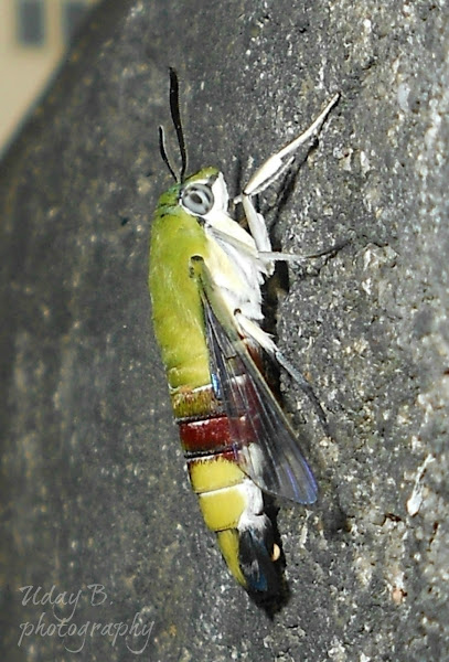 Coffee/Bee Hawk Moth | Project Noah