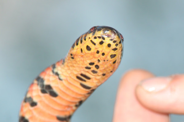 Red Bellied Mud Snake | Project Noah