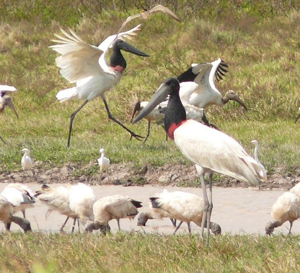 Garzón soldado | Project Noah