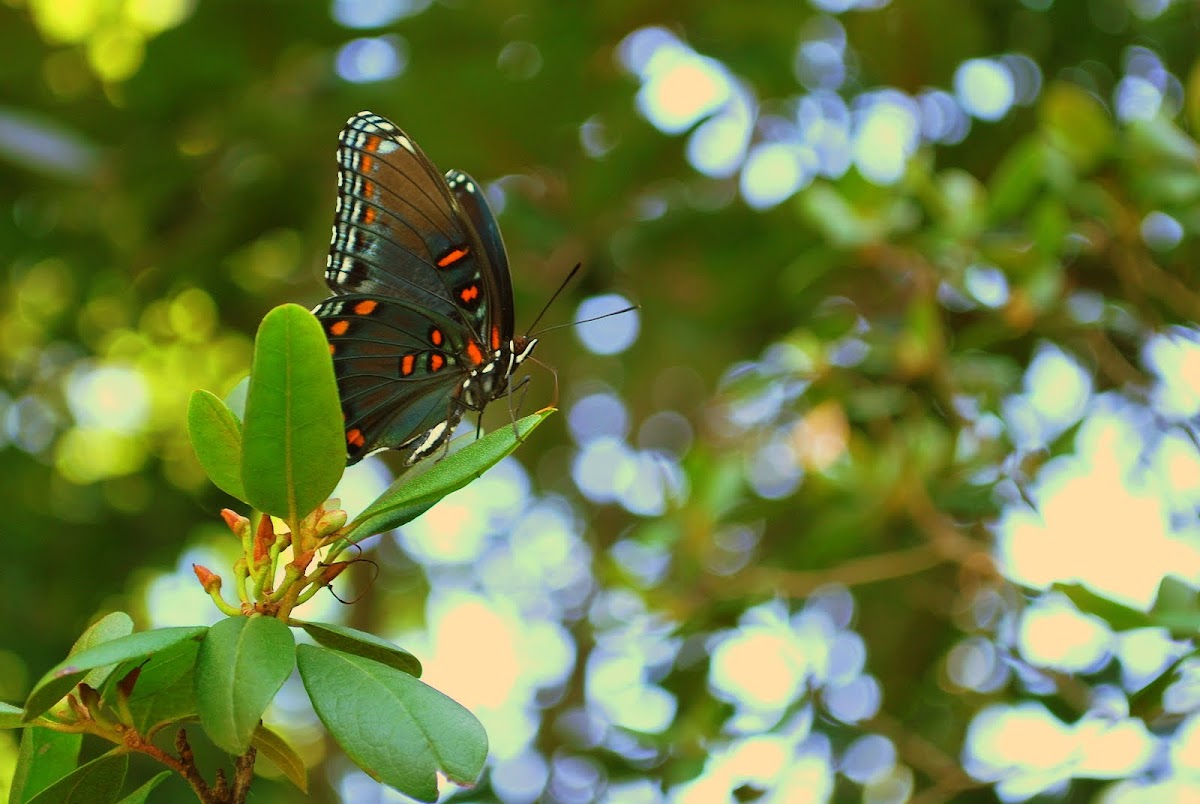 Red-Spotted Purple Butterfly | Project Noah