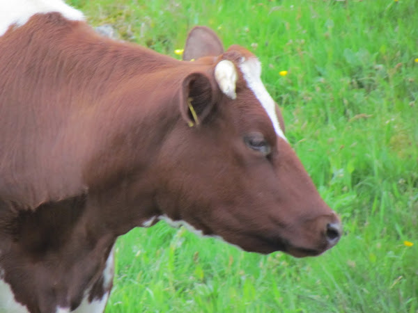 Freemartin (cattle) | Project Noah