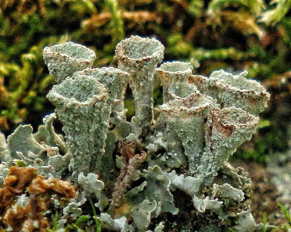 Trumpet Lichen | Project Noah