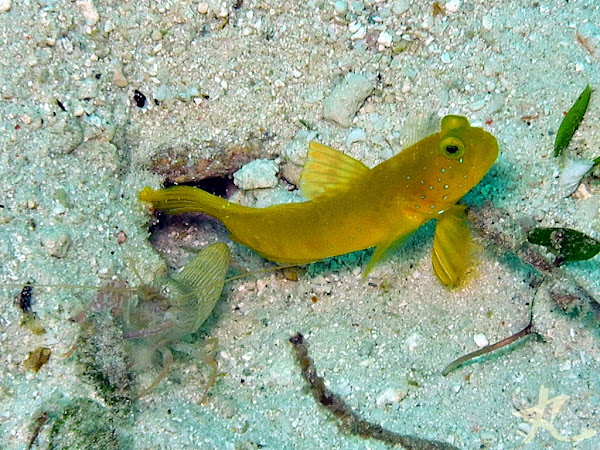 Yellow Shrimp-goby | Project Noah