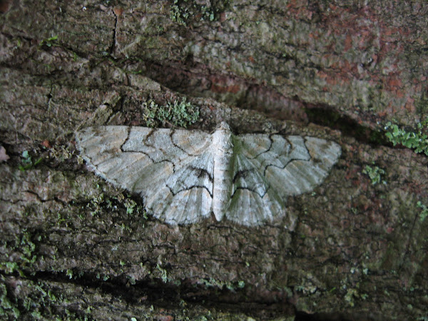 Bent-line Gray | Project Noah