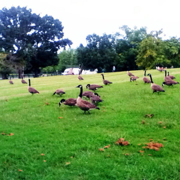 Canada geese | Project Noah