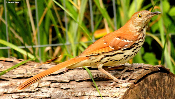 Brown thrasher | Project Noah