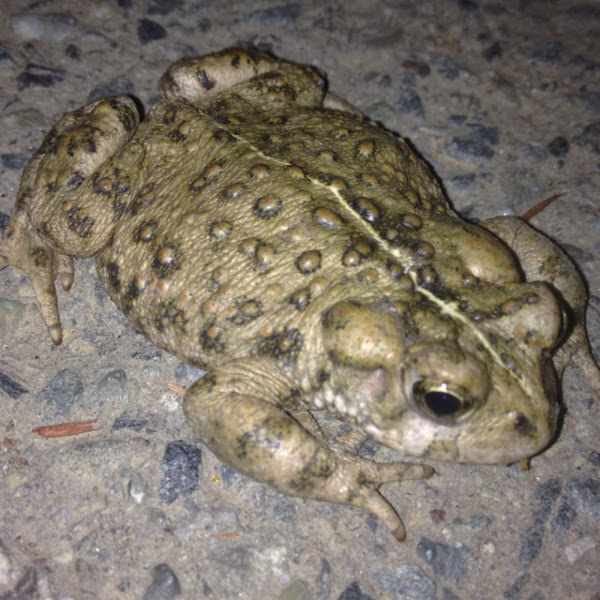 Toad | Project Noah