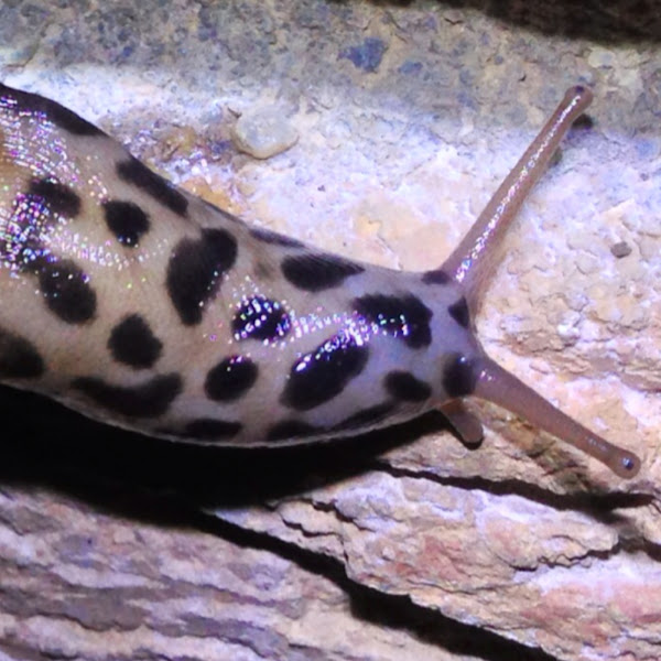 Giant Garden Slug | Project Noah