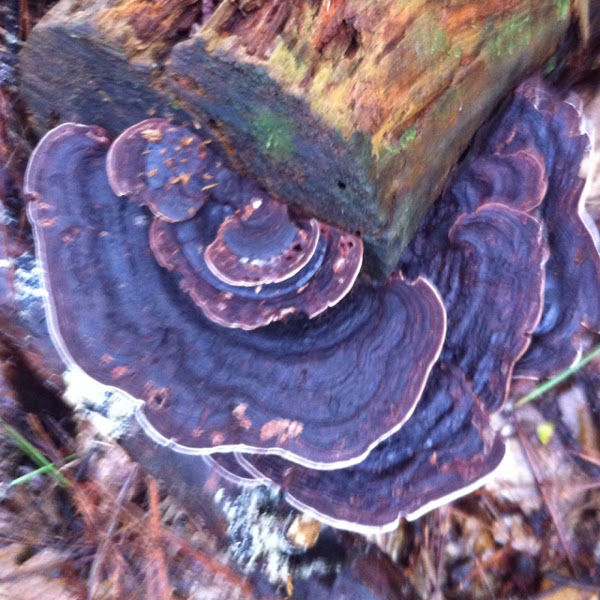 Dye Polypore | Project Noah