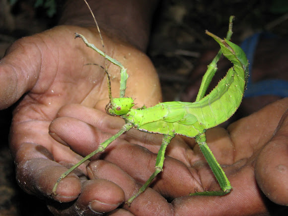 Jungle nymph (Stick insect) | Project Noah
