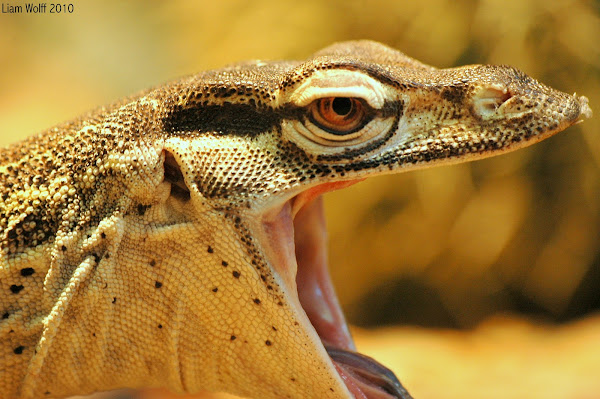Perentie | Project Noah