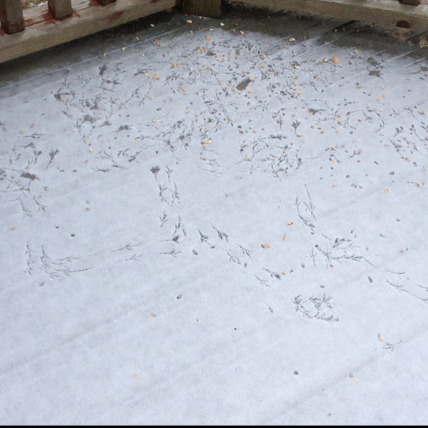 Chickadee footprints | Project Noah