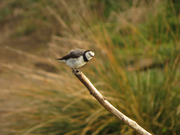 White-fronted Chat | Project Noah