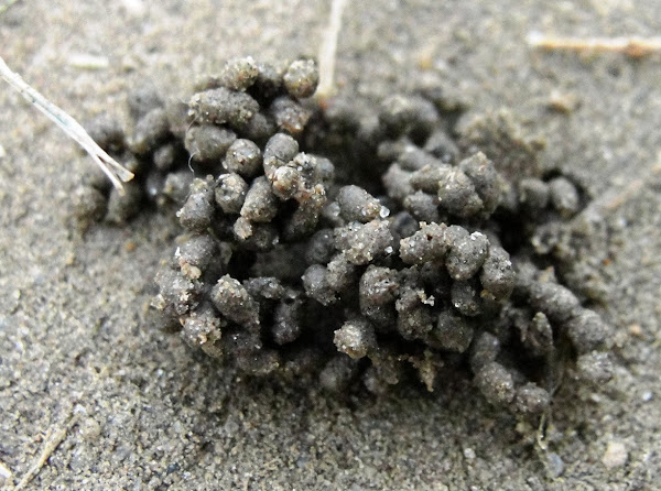 Earthworm faeces | Project Noah