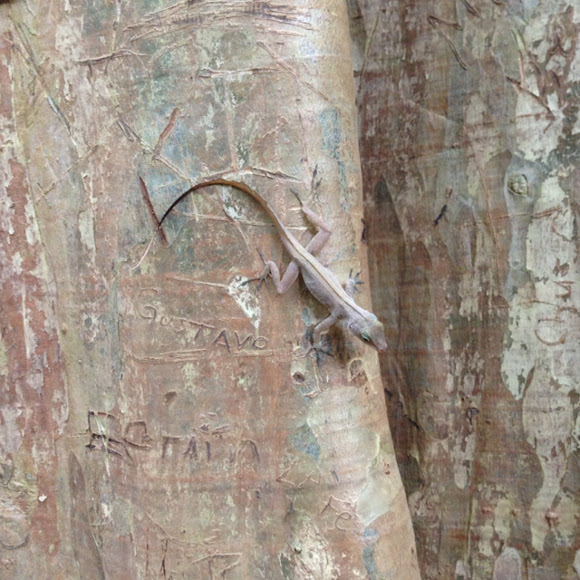 Puerto Rican Crested Anole | Project Noah