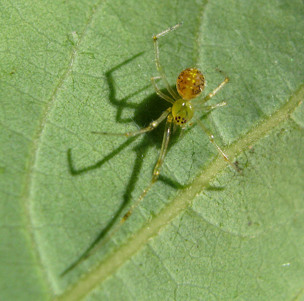 Tangle Web Spider | Project Noah