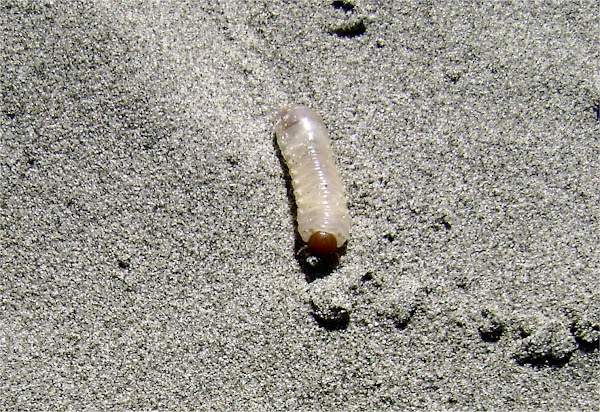 Beetle larva on the beach | Project Noah
