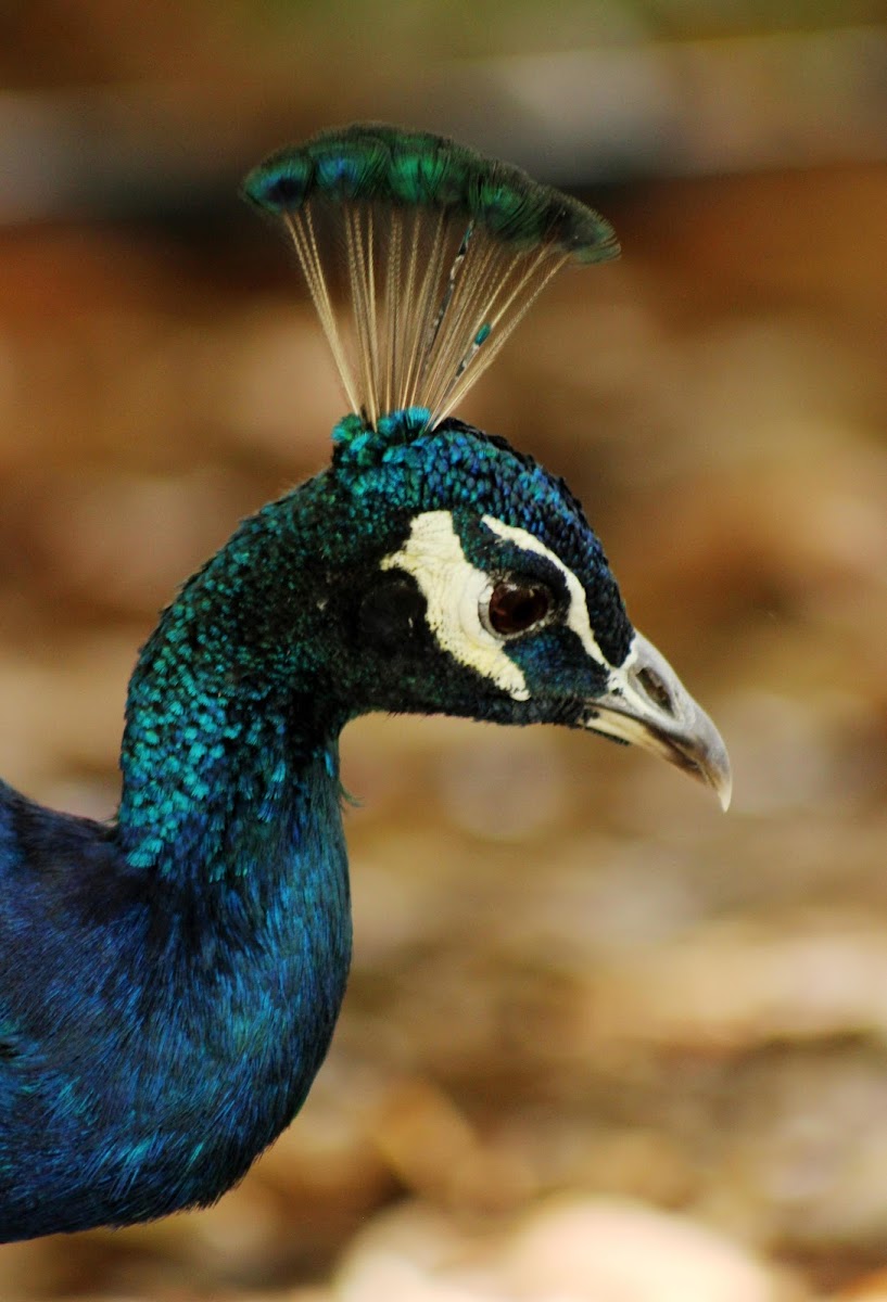Indian Peafowl | Project Noah