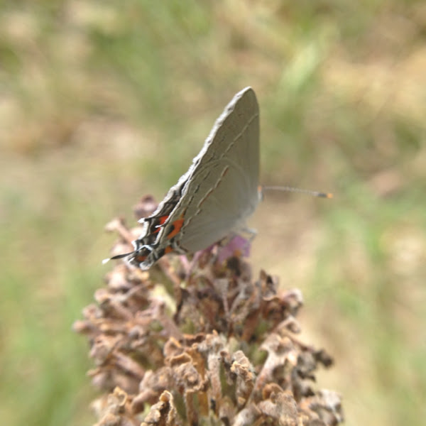 Grey Hairstreak Butterfly | Project Noah
