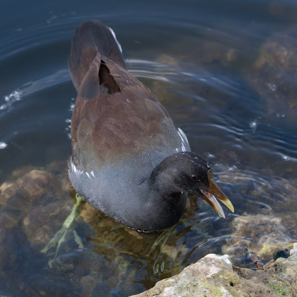 Common Gallinule | Project Noah