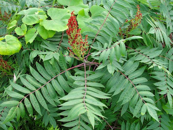 Sumac