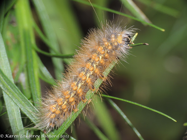 Yellow bear caterpillar | Project Noah