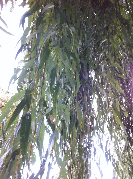 Weeping Willow Tree | Project Noah