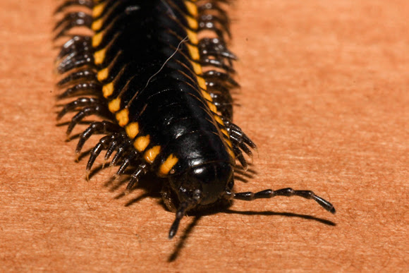 Yellow-spotted Millipede | Project Noah
