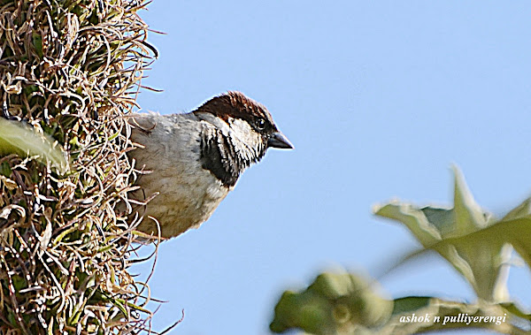 The Indian house sparrow | Project Noah