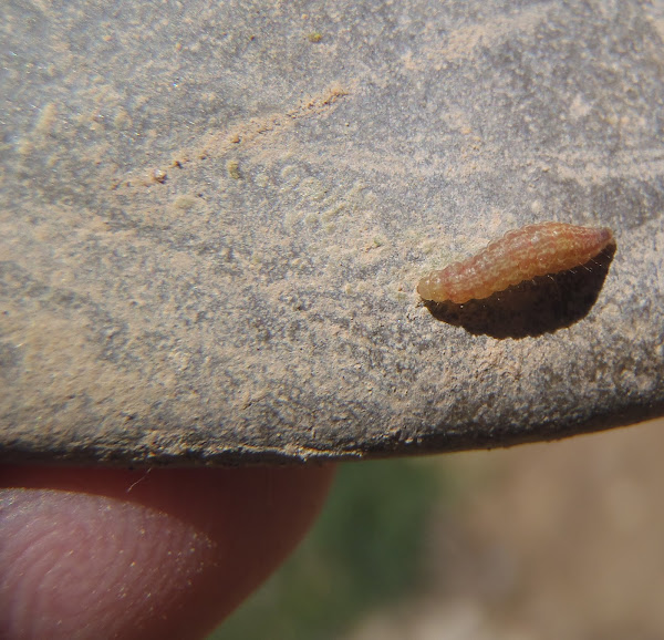Larva de polilla, moth | Project Noah