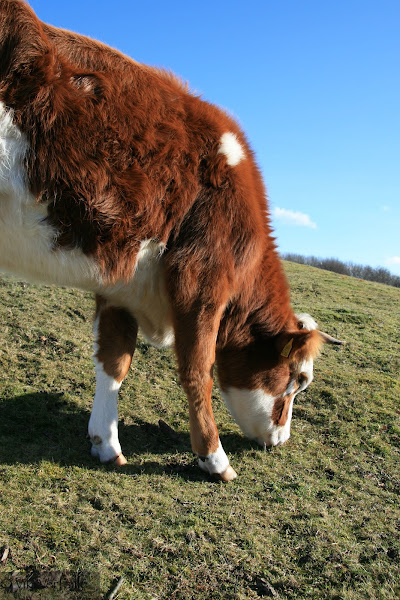 MRIJ Cow | Project Noah